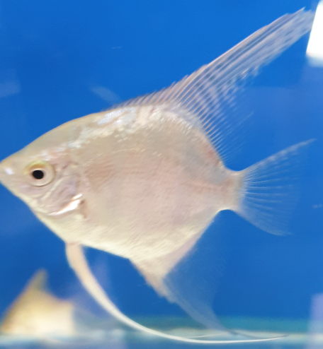 Peruvian Altum Platinum Angel • Buy Fish Online