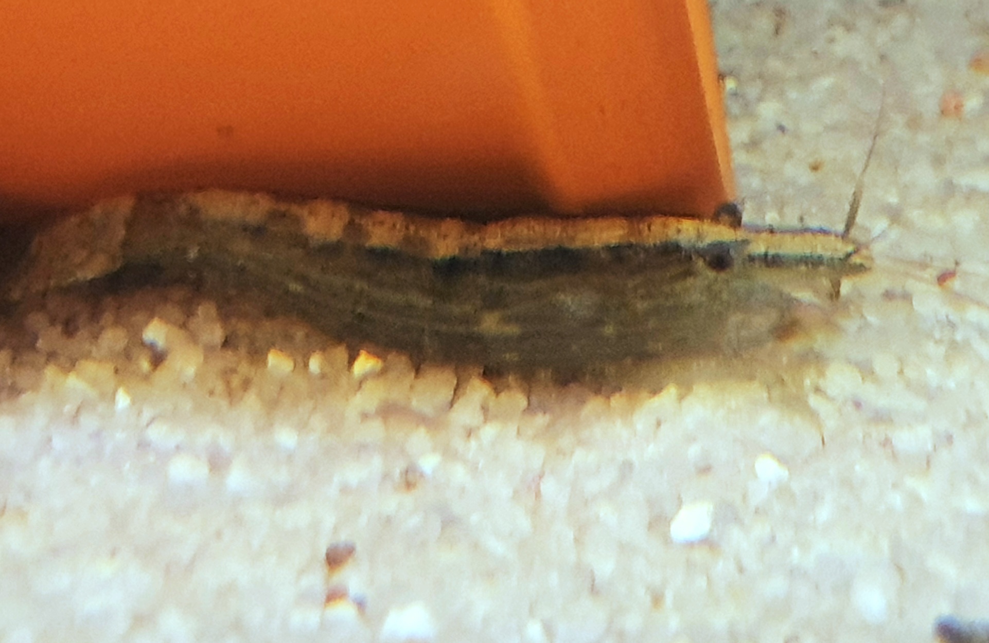 Bamboo Shrimp XXL • Buy Fish Online