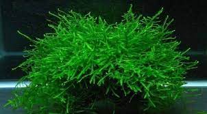 Java Moss 20g Portion • Buy Fish Online