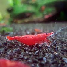 Red Shrimp • Buy Fish Online