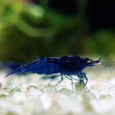 Blue Dream Shrimp • Buy Fish Online