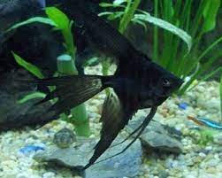 Black Vail Angel 3cm • Buy Fish Online