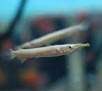 White Halfbeak • Buy Fish Online