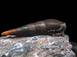 Devils Thorn Snails Thailand • Buy Fish Online