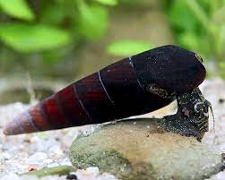 Devils Thorn Snails 4to6cm • Buy Fish Online