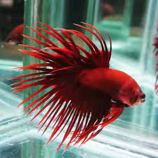Betta Red Crowntail Male • Buy Fish Online