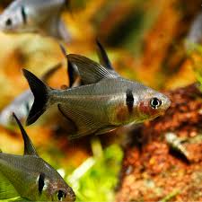 Black Phantom Tetra- • Buy Fish Online