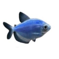 Colored with Black GMO Widow- • Buy Fish Online