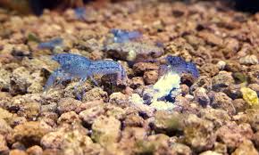 Mexican Blue Crayfish • Buy Fish Online