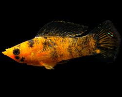 Red Leopard Molly – BUY FISH ONLINE