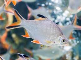Twin Bar Tail Tinfoil Barb- • Buy Fish Online