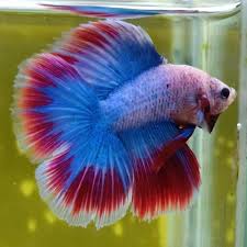 Double Tail Betta Pair • Buy Fish Online