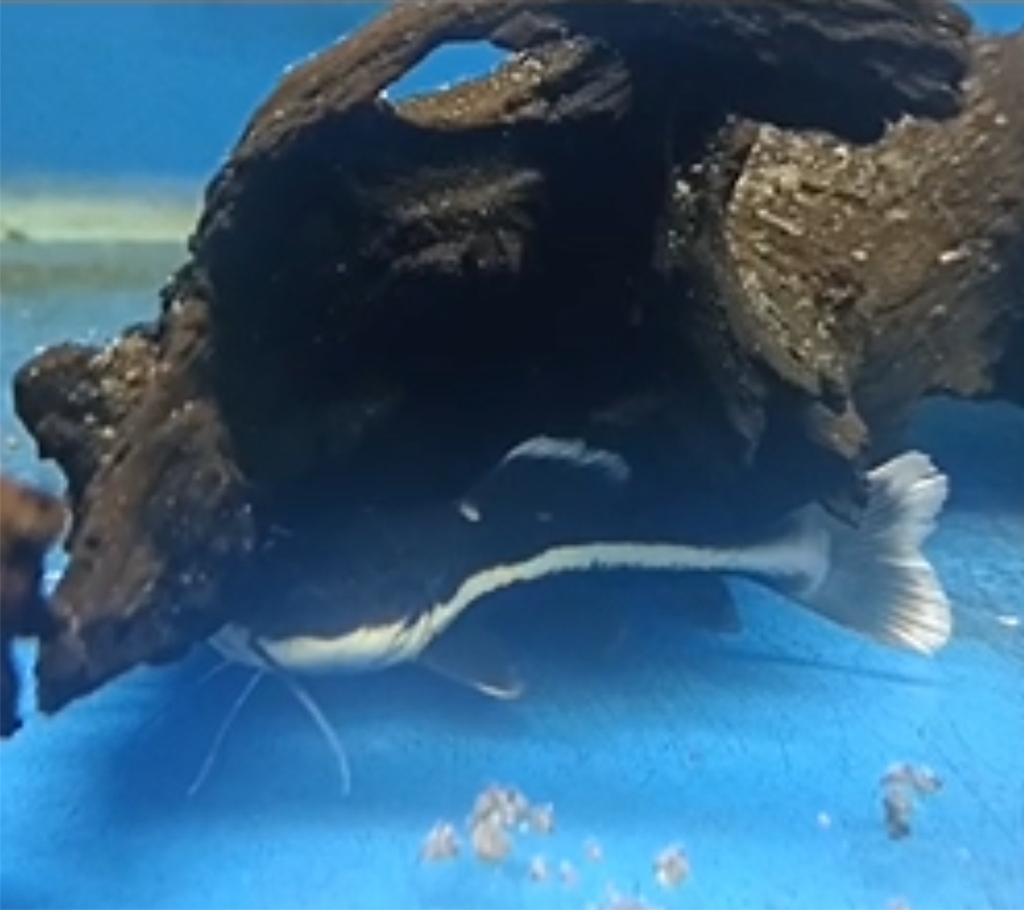 Redtail Catfish 12-14cm • Buy Fish Online