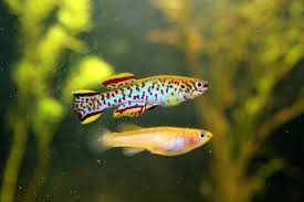 Fundulopanchax Gardneri ( Steel Blue Killi ) In Pair • Buy Fish Online
