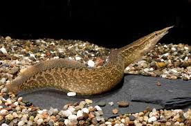 Zig-zag eel 12to13cm • Buy Fish Online